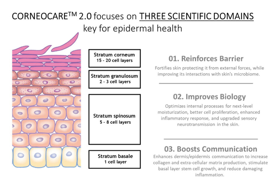 stratum corneum function